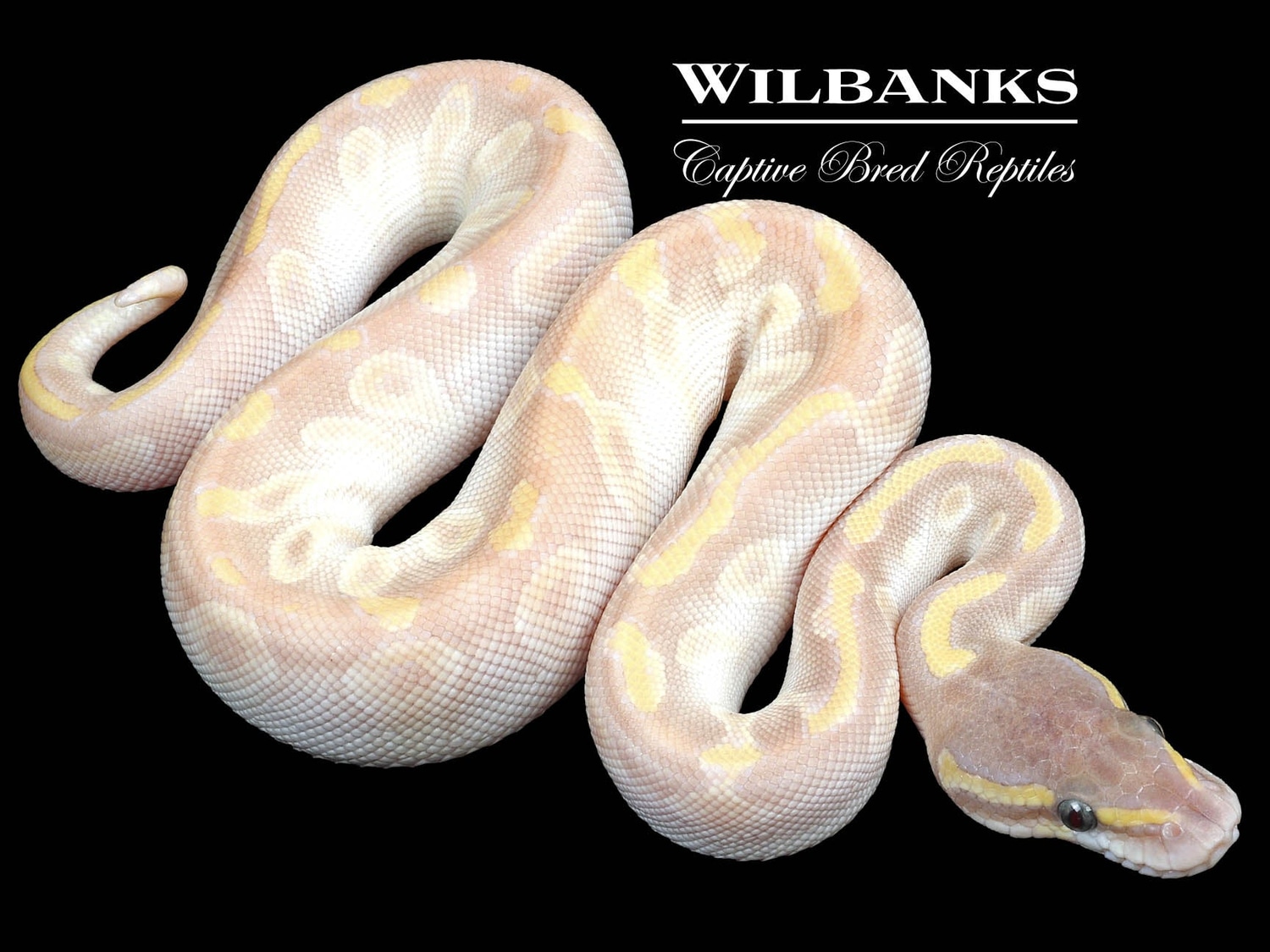 Crystal Ball Python by Wilbanks Captive Bred Reptiles - MorphMarket
