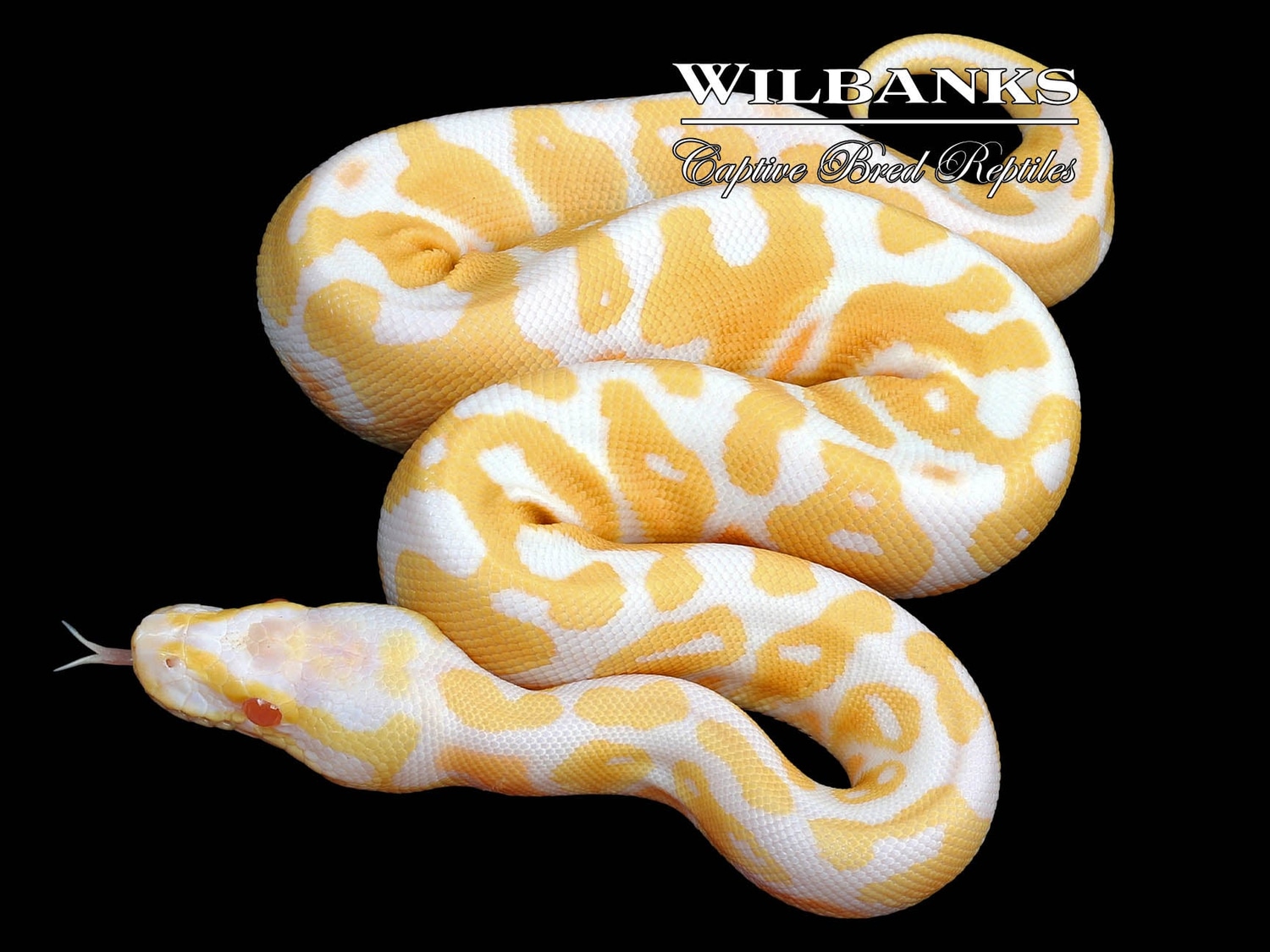 Pastel Albino Enchi Ball Python by Wilbanks Captive Bred Reptiles ...