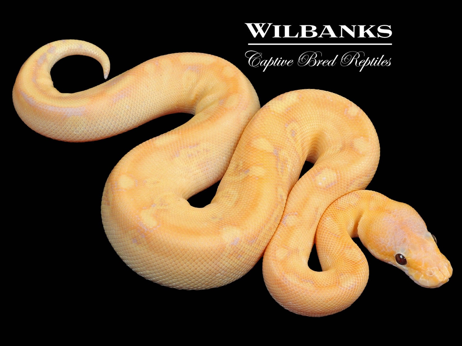 Banana Champagne Ball Python by Wilbanks Captive Bred Reptiles ...