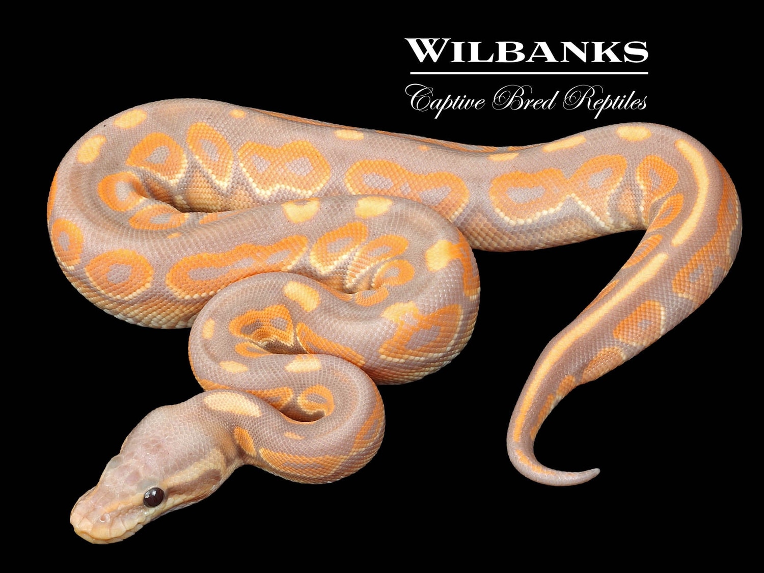 Banana Cinnamon Ball Python by Wilbanks Captive Bred Reptiles - MorphMarket