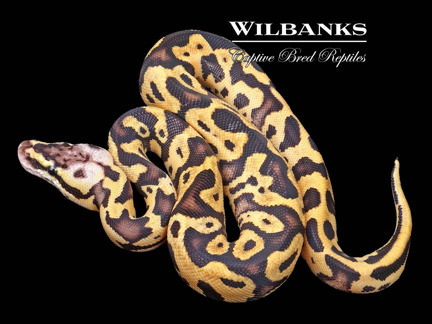 FireFly Leopard 100% Het. Clown Ball Python by Wilbanks Captive Bred ...