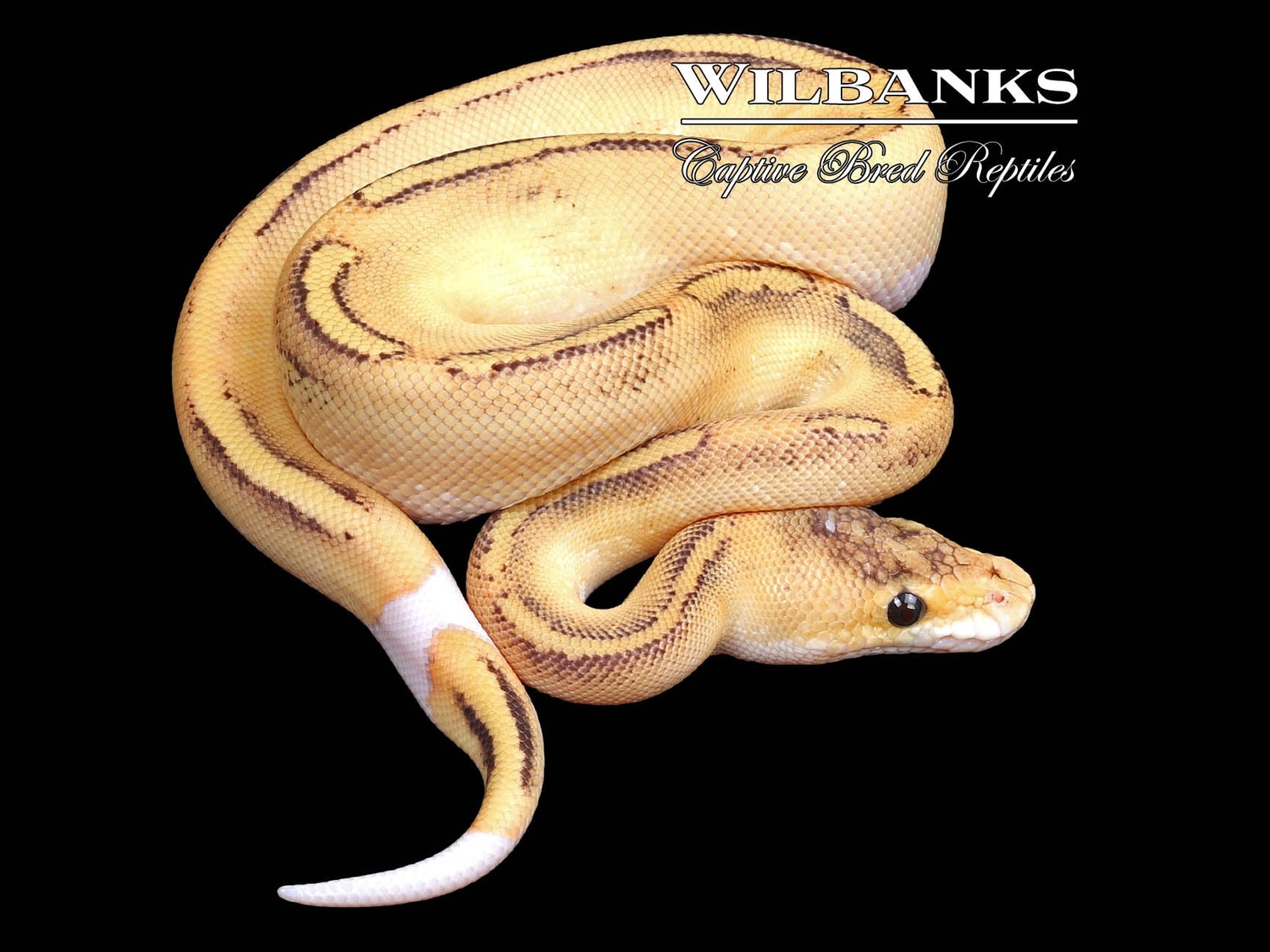 Fire Champagne Ball Python by Wilbanks Captive Bred Reptiles - MorphMarket