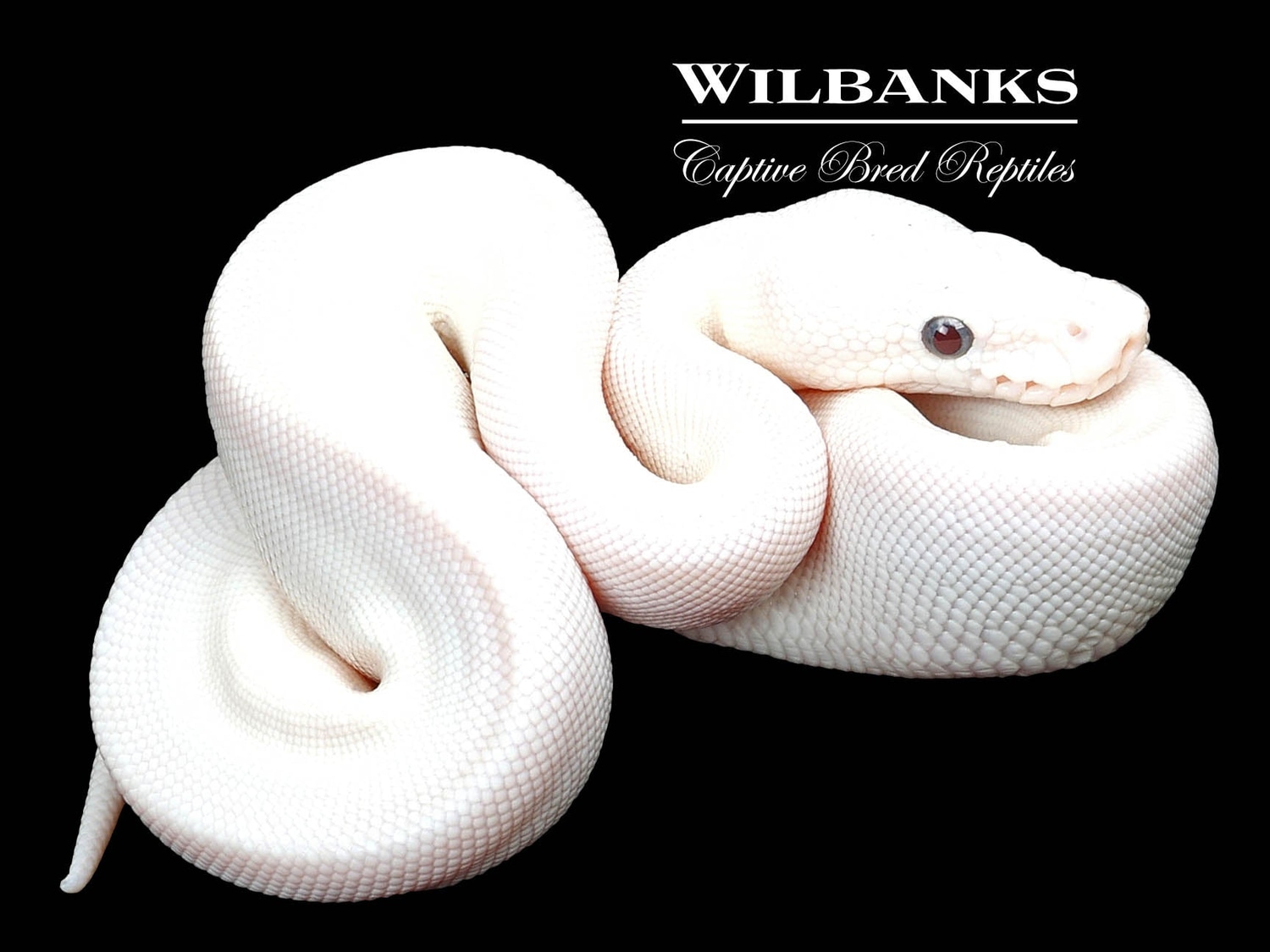 Blue Eyed Leucistic (Lucy) (Mojave Butter) Ball Python by Wilbanks ...