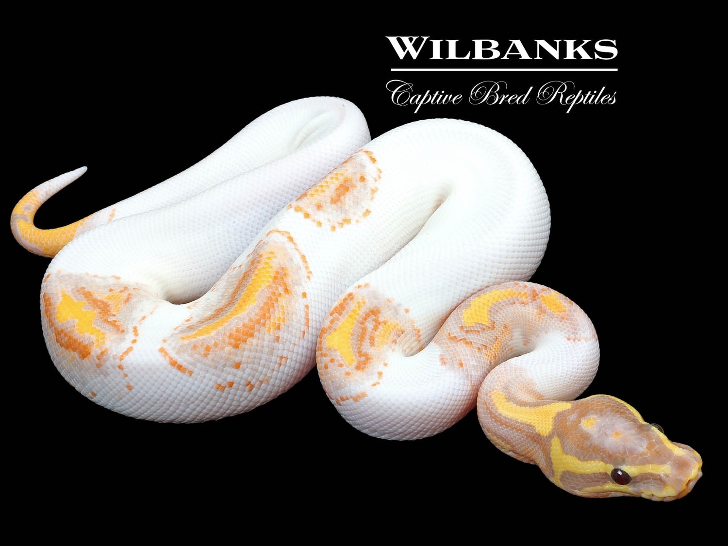 Banana Pied Yellow Belly Ball Python by Wilbanks Captive Bred Reptiles ...