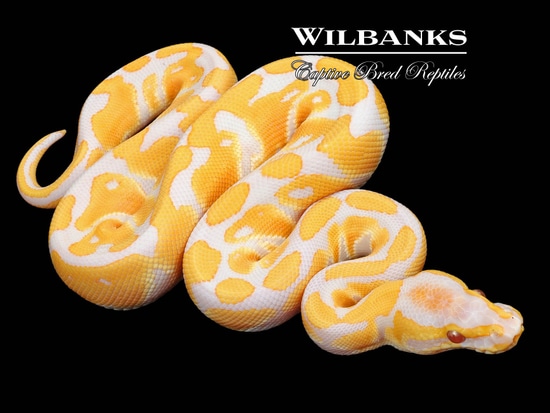 Lavender Albino 100% Het. Clown Ball Python by Wilbanks Captive Bred ...