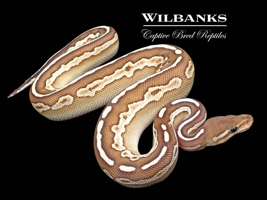 Black Pastel Butter Ball Python by Wilbanks Captive Bred Reptiles