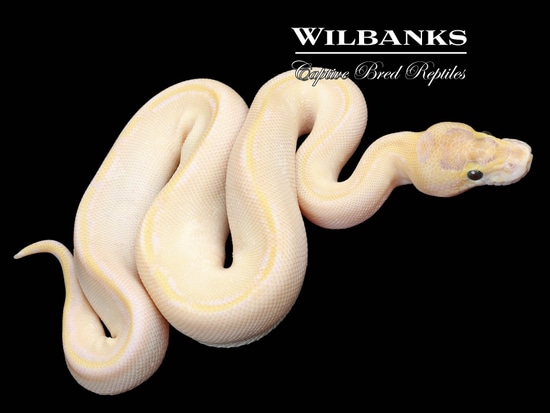 Ivory Enchi Ball Python by Wilbanks Captive Bred Reptiles