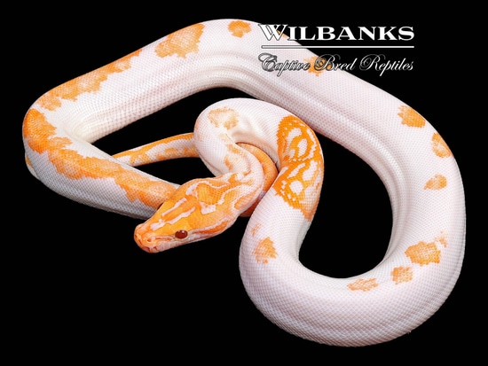 Albino Pied 66% PH Granite Burmese Python by Wilbanks Captive Bred Reptiles