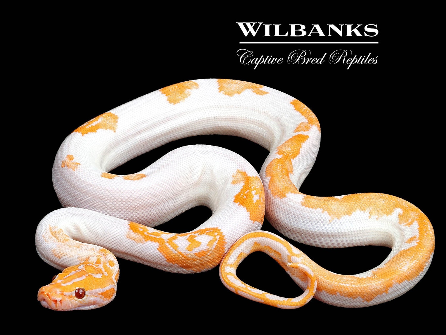 Albino Pied 66% PH Granite Burmese Python by Wilbanks Captive Bred ...