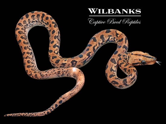 Piebald Brazilian Rainbow Boa by Wilbanks Captive Bred Reptiles