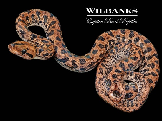 Piebald Brazilian Rainbow Boa by Wilbanks Captive Bred Reptiles