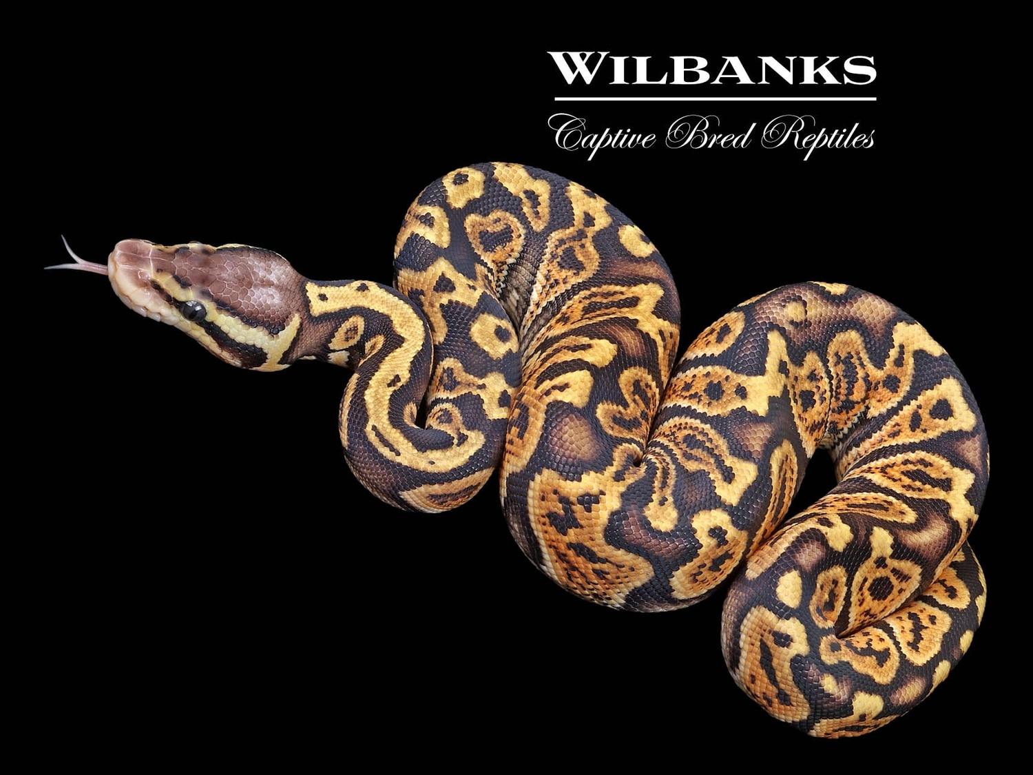 Pastel GHI Yellow Belly Or Asphalt Ball Python by Wilbanks Captive Bred ...