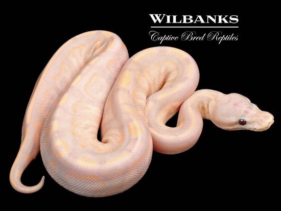 Banana Cinnamon Fire Ball Python by Wilbanks Captive Bred Reptiles