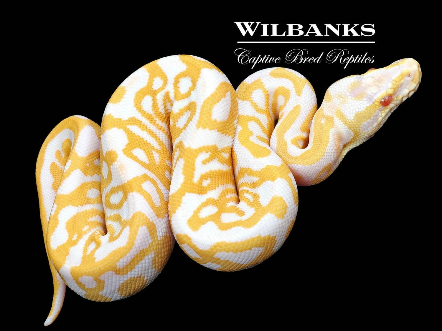 Pastel Albino Leopard Ball Python by Wilbanks Captive Bred Reptiles ...