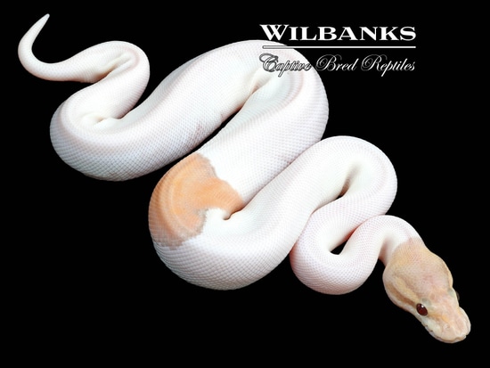 Banana Cinnamon Pied Ball Python by Wilbanks Captive Bred Reptiles