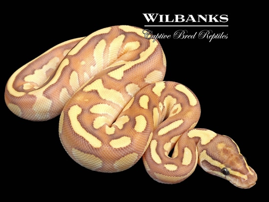 Nuclear Enchi Ball Python by Wilbanks Captive Bred Reptiles