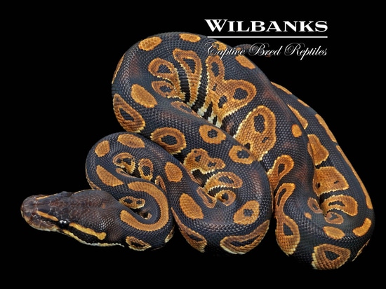 Blackhead 100% Het. Lavender Albino Ball Python by Wilbanks Captive ...