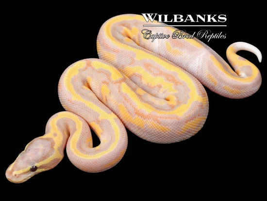 Banana Pied Ball Python by Wilbanks Captive Bred Reptiles