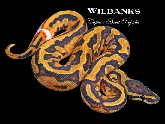 Pied Ball Python by Wilbanks Captive Bred Reptiles