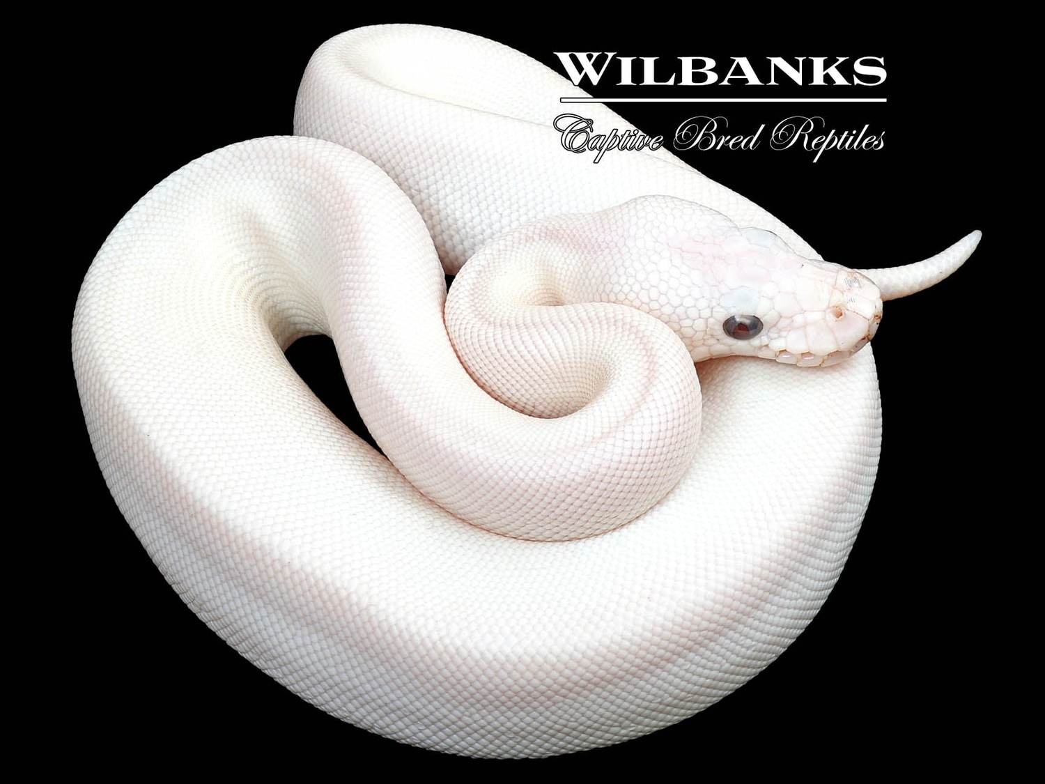Blue Eyed Leucistic (Lucy) (Mojave Butter) Ball Python by Wilbanks ...
