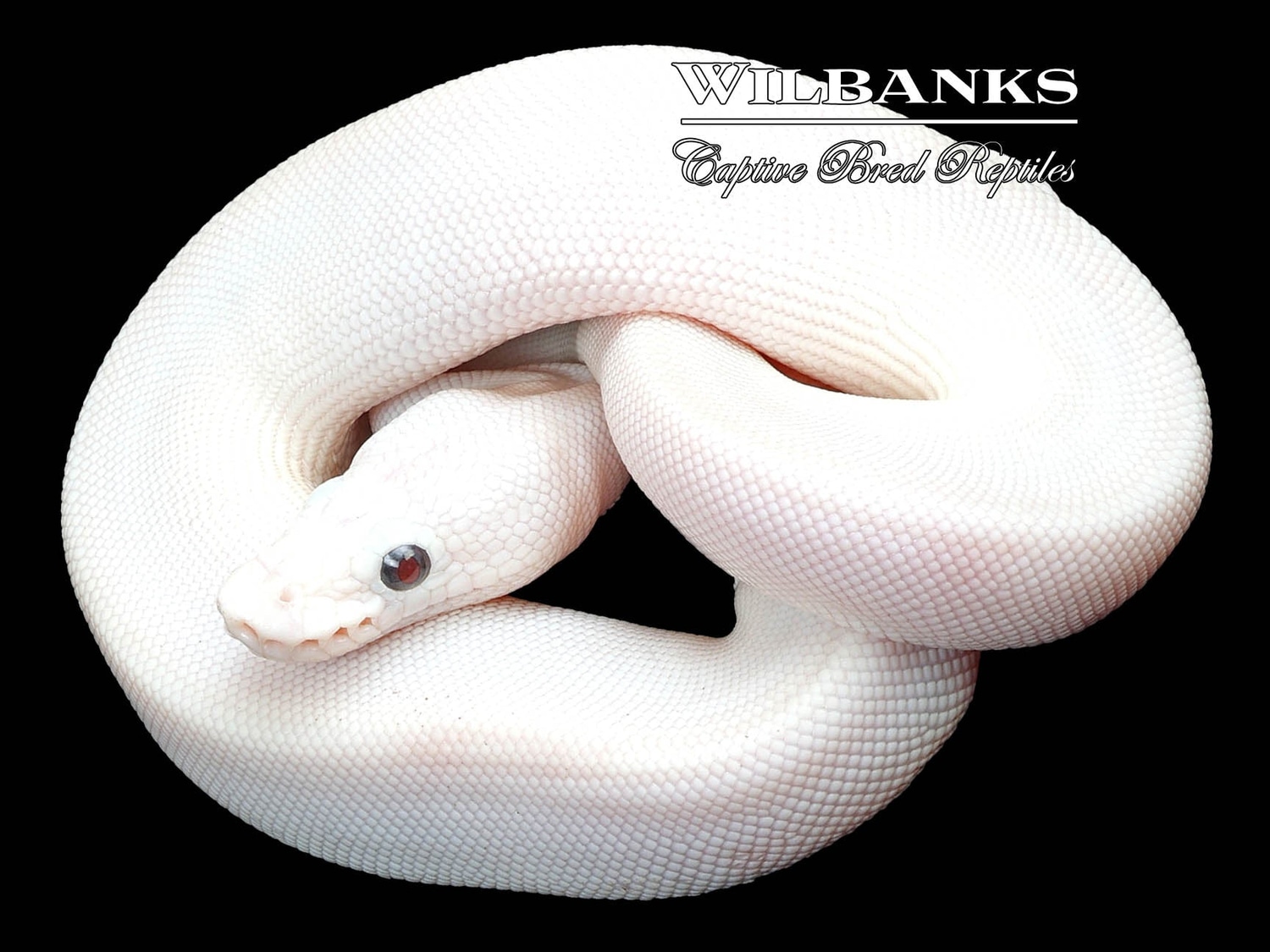 Blue Eyed Leucistic (Lucy) (Mojave Butter) Ball Python by Wilbanks ...