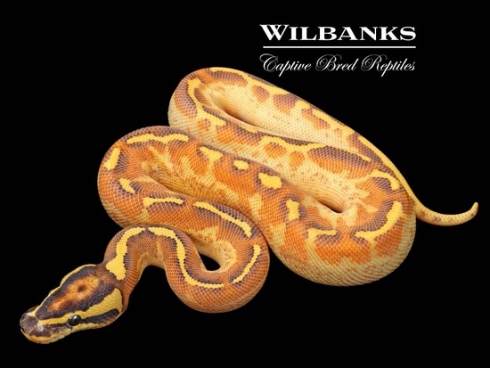 Freeway Enchi Sugar Ball Python by Wilbanks Captive Bred Reptiles