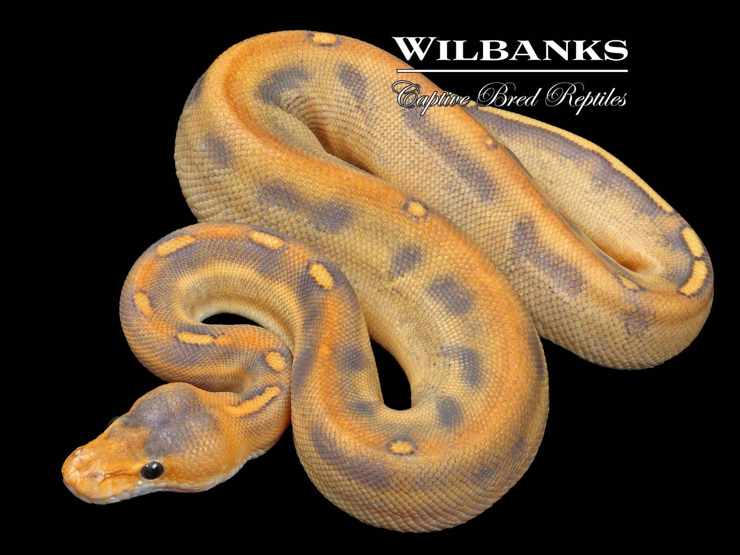Champ Crusher Ball Python by Wilbanks Captive Bred Reptiles - MorphMarket