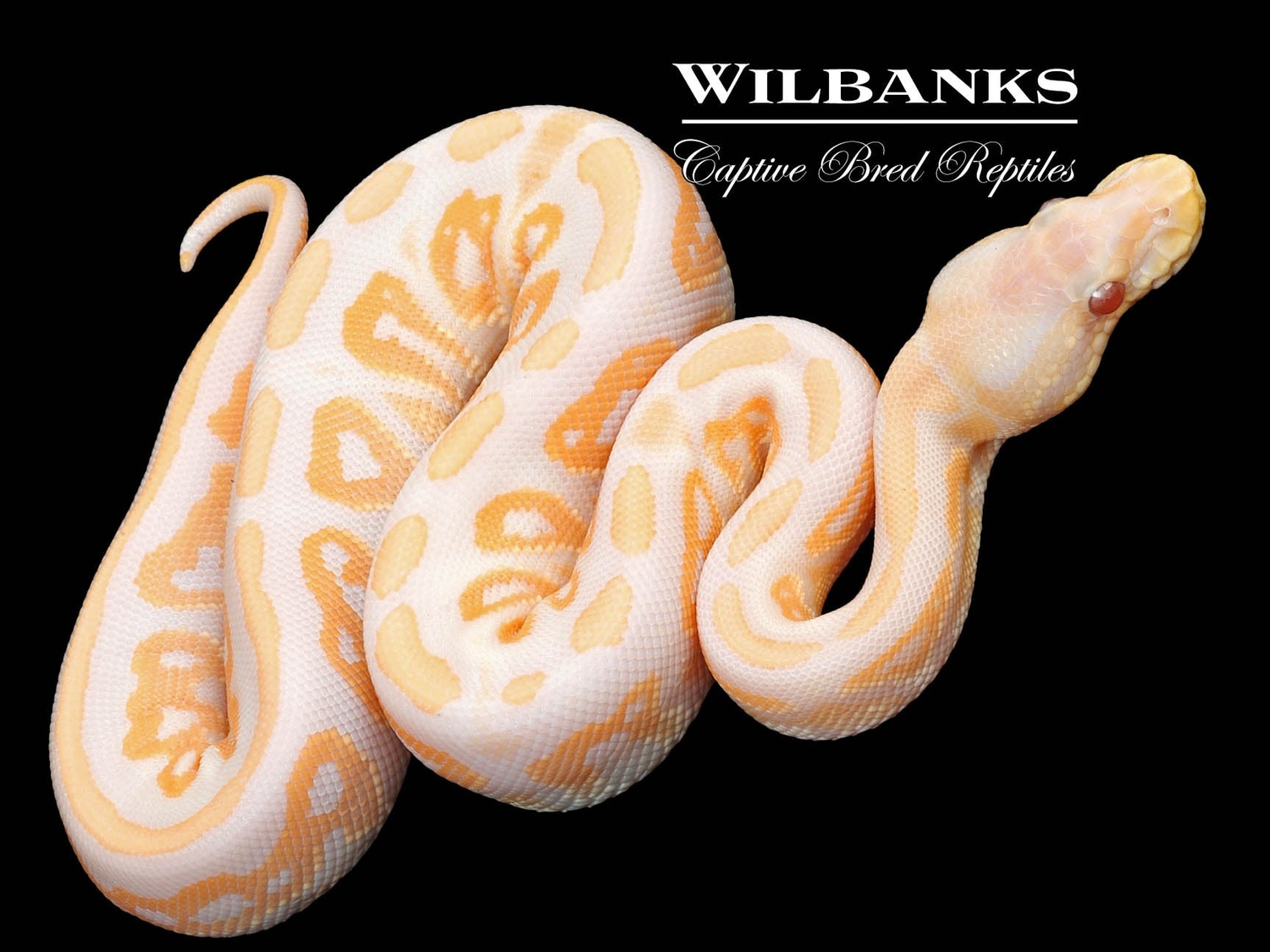 Cinnamon Lavender Albino Ball Python by Wilbanks Captive Bred Reptiles ...