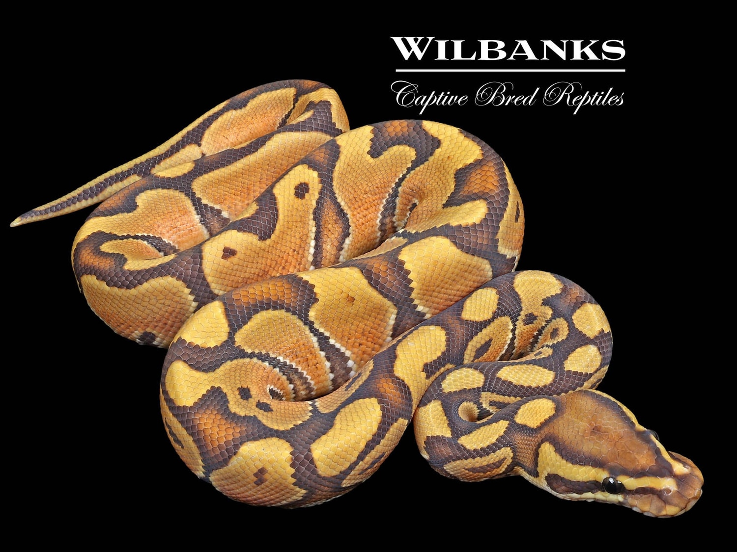 Hypo Enchi Ball Python by Wilbanks Captive Bred Reptiles - MorphMarket
