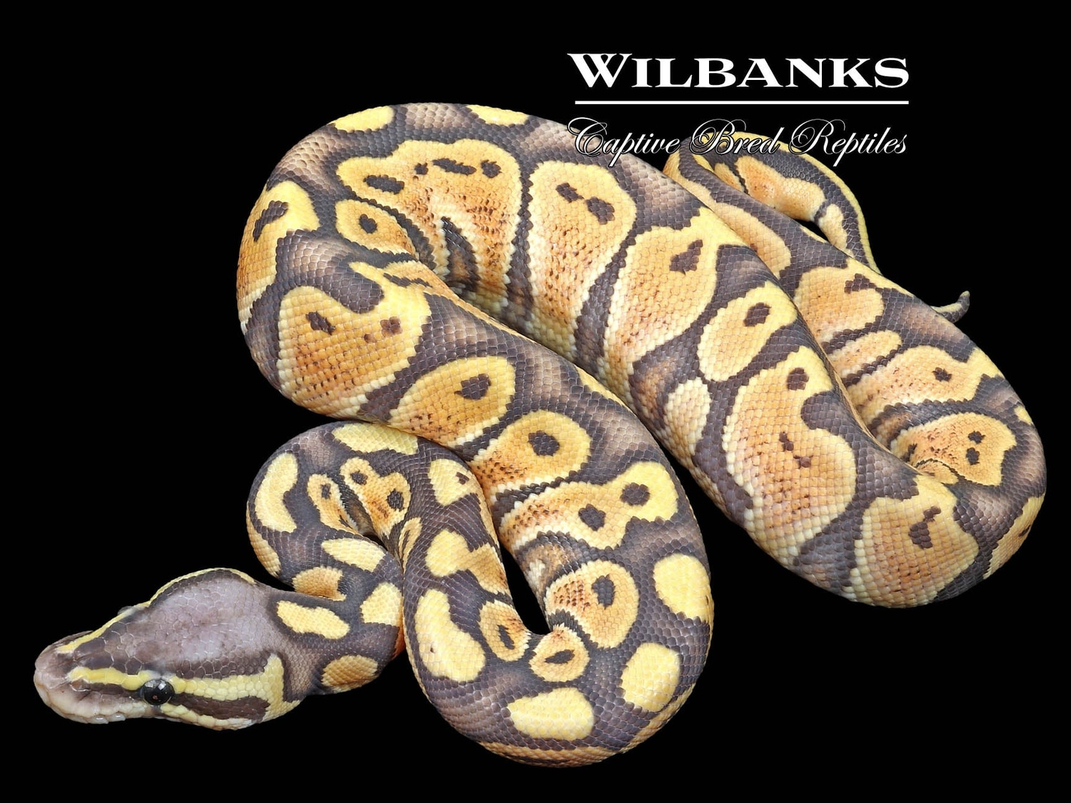 Pastel Ghost Ball Python by Wilbanks Captive Bred Reptiles - MorphMarket