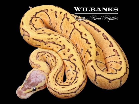 DragonFly Ball Python by Wilbanks Captive Bred Reptiles