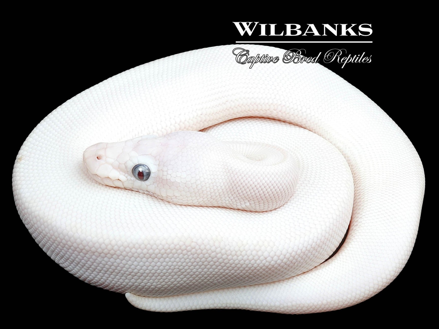 Blue Eyed Leucistic (Butter Mojave) Ball Python by Wilbanks Captive ...