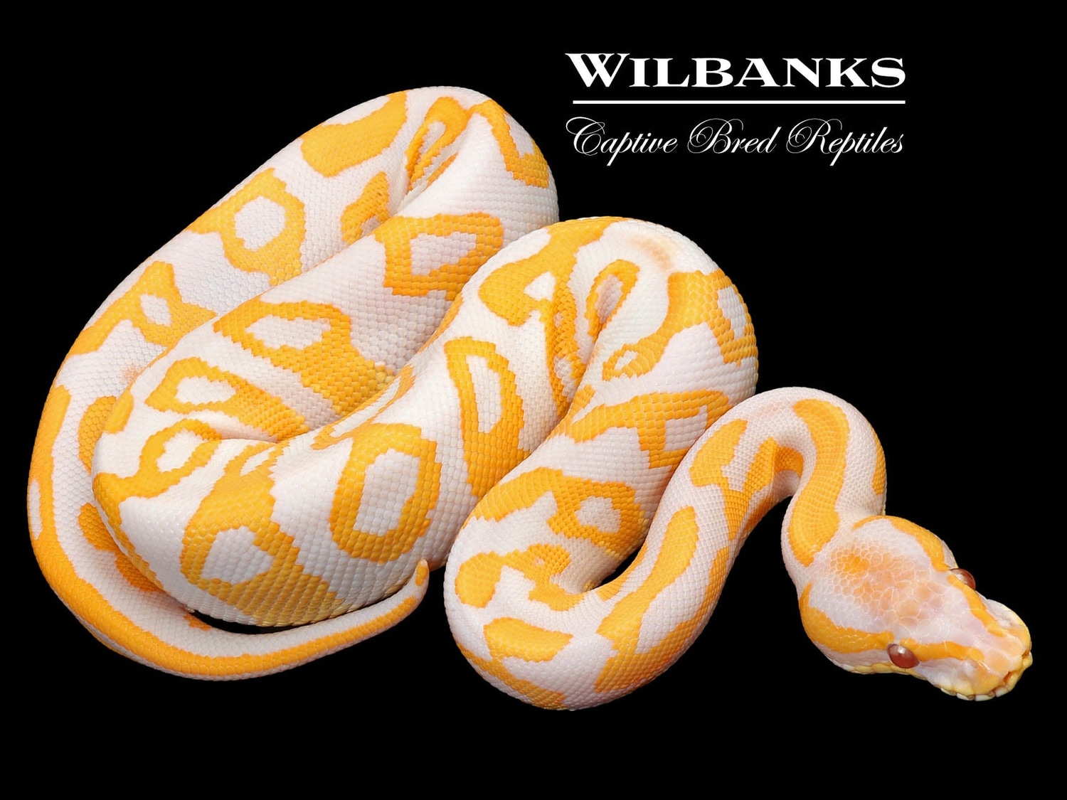Lavender Leopard Ball Python by Wilbanks Captive Bred Reptiles - MorphMarket