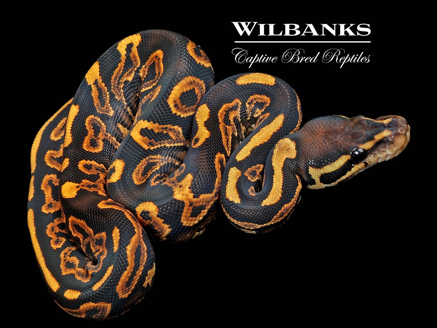 Black Pastel Yellow Belly Ball Python by Wilbanks Captive Bred Reptiles ...