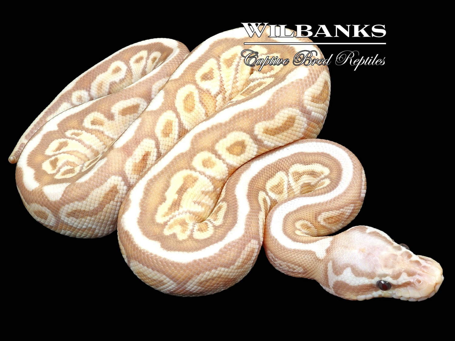 Banana Pastel Butter Spotnose Ball Python by Wilbanks Captive Bred ...