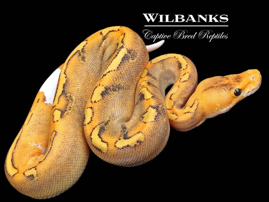 Champagne Yellow Belly 100% Het. Orange Crush Ball Python by Wilbanks ...
