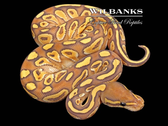 Orange Crush Butter Yellow Belly Ball Python by Wilbanks Captive Bred ...