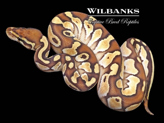 Orange Dream Butter Yellow Belly Ball Python by Wilbanks Captive Bred ...
