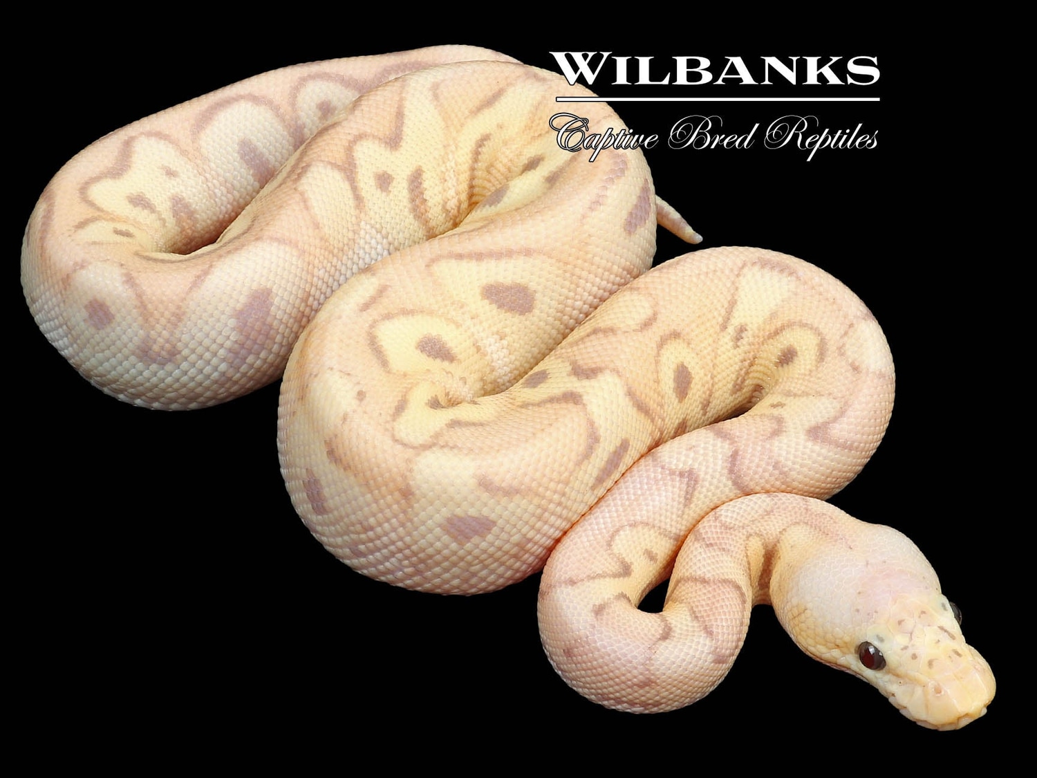 Banana Pastel Clown Ball Python by Wilbanks Captive Bred Reptiles ...
