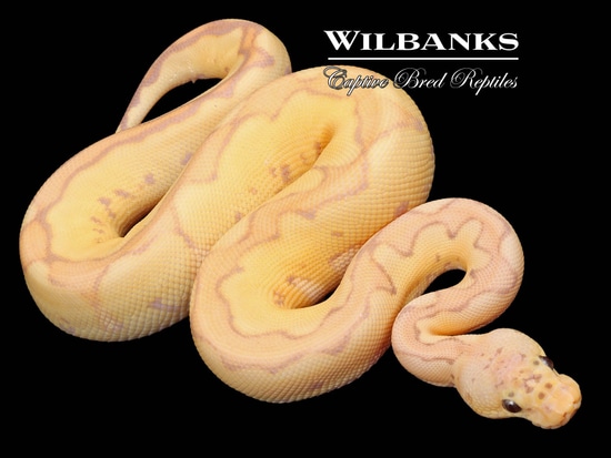 Banana Pastel Blade Clown Ball Python by Wilbanks Captive Bred Reptiles