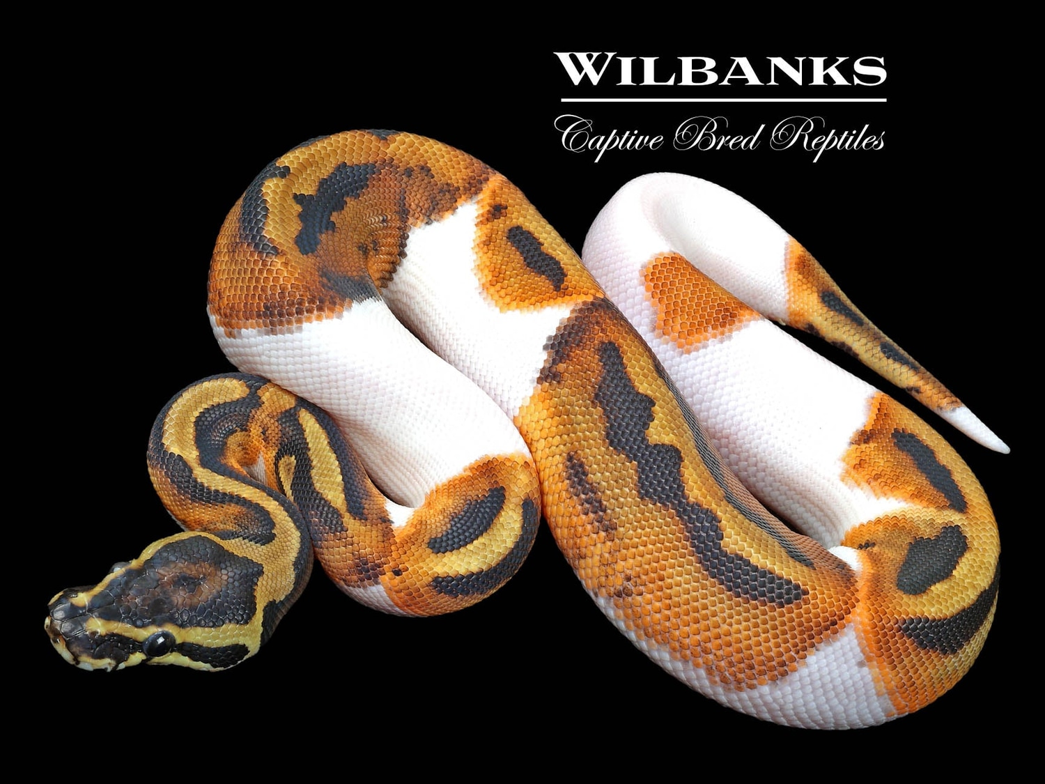 Pied Ball Python by Wilbanks Captive Bred Reptiles - MorphMarket