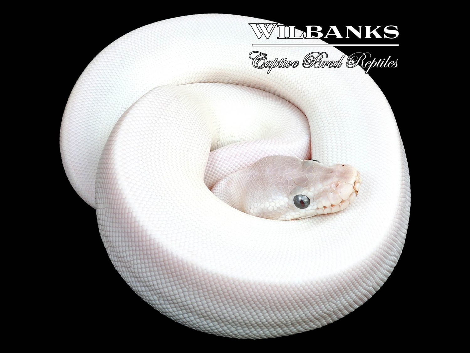 Blue Eyed Leucistic (Lucy) (Super Mojave) Ball Python by Wilbanks ...