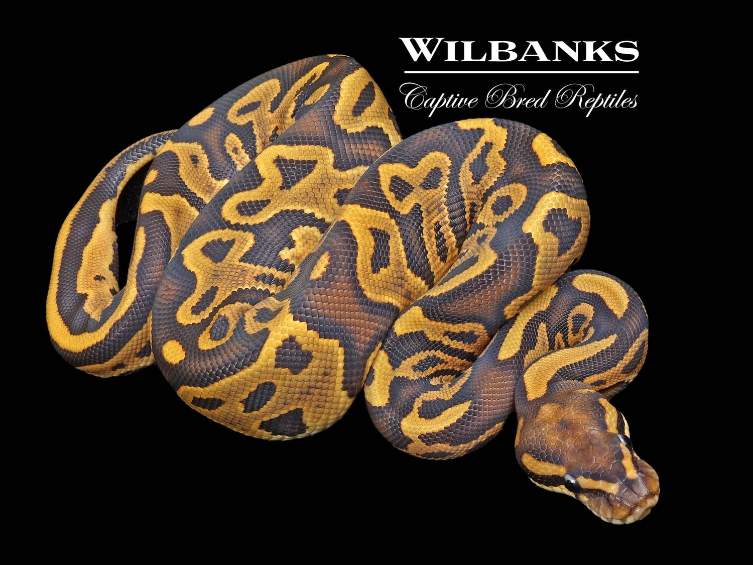 Leopard Orange Crush Ball Python by Wilbanks Captive Bred Reptiles ...