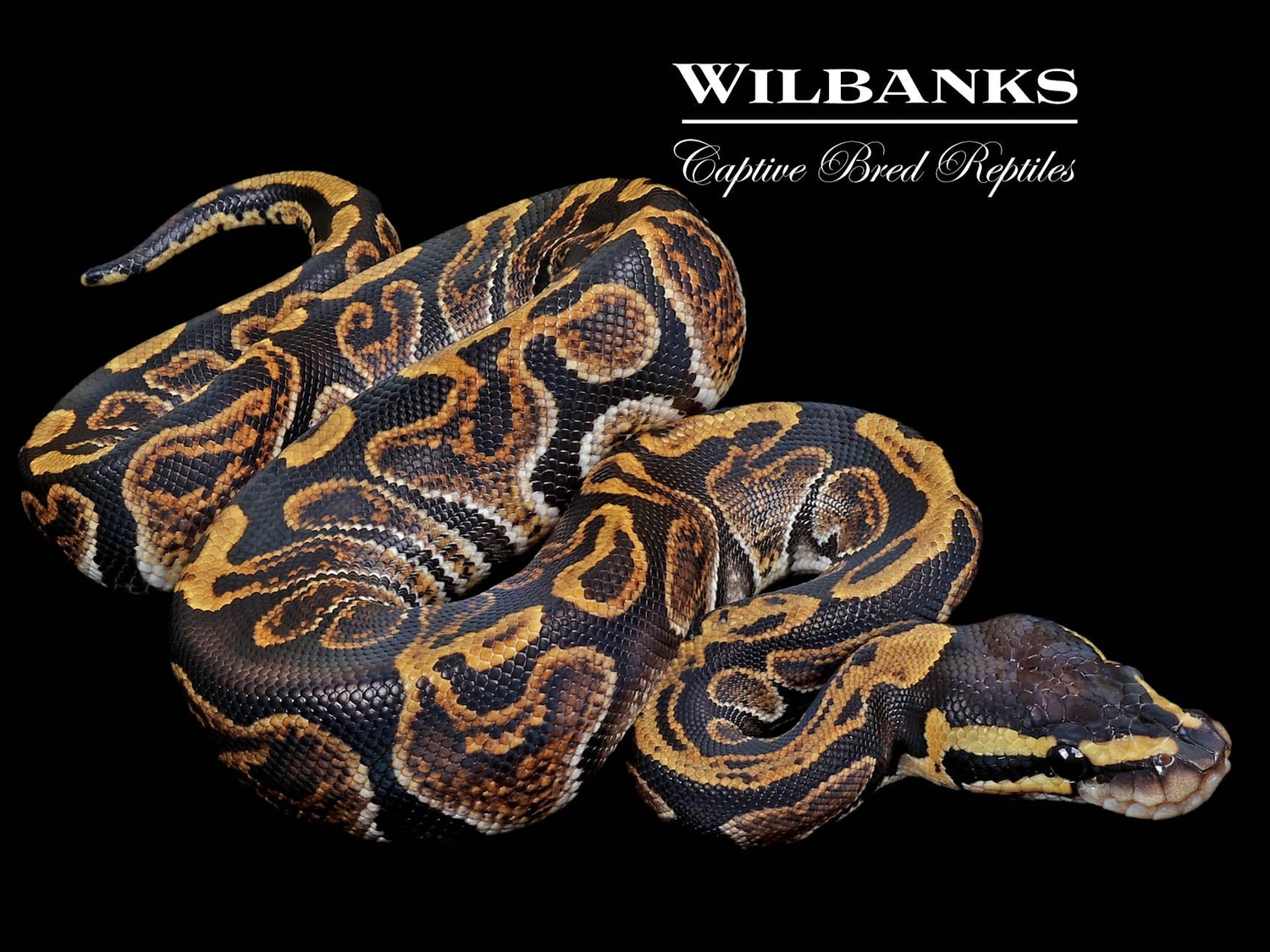 GHI Ball Python by Wilbanks Captive Bred Reptiles - MorphMarket