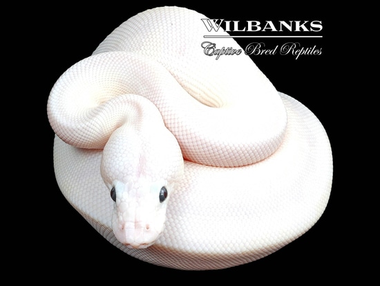 Blue Eyed Leucistic (Lucy) (Bamboo Butter) Ball Python by Wilbanks ...
