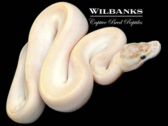 Ivory Ball Python by Wilbanks Captive Bred Reptiles