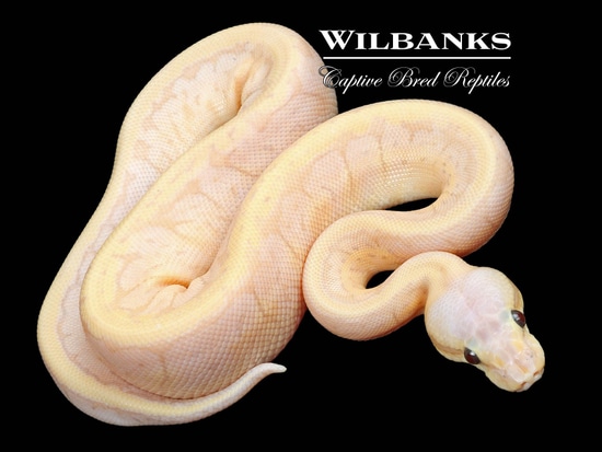 Banana Lemon Blast Ball Python by Wilbanks Captive Bred Reptiles