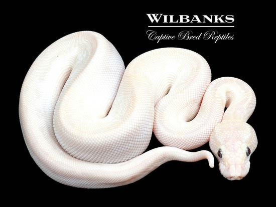 Butter Crystal (Butter Special) Ball Python by Wilbanks Captive Bred ...