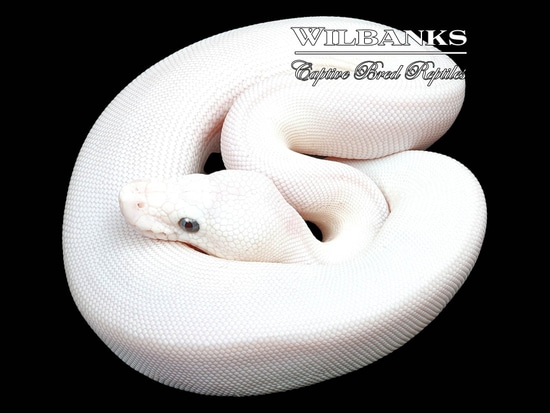 Blue Eyed Leucistic (Lucy) (Mojave Butter) Ball Python by Wilbanks ...