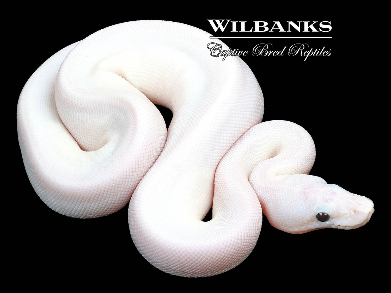 Super Fire Ball Python by Wilbanks Captive Bred Reptiles - MorphMarket